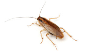 CICLO DE VIDA DE LA CUCARACHA ALEMANA - Tecnoplagas XXI